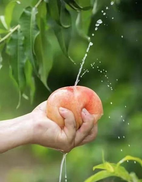 无锡桃子阳山水蜜桃价格_多少钱一斤-第3张图片-山城妙识