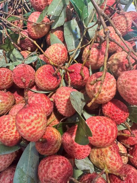 白糖罂荔枝产地_白糖罂荔枝多少钱一斤-第1张图片-山城妙识