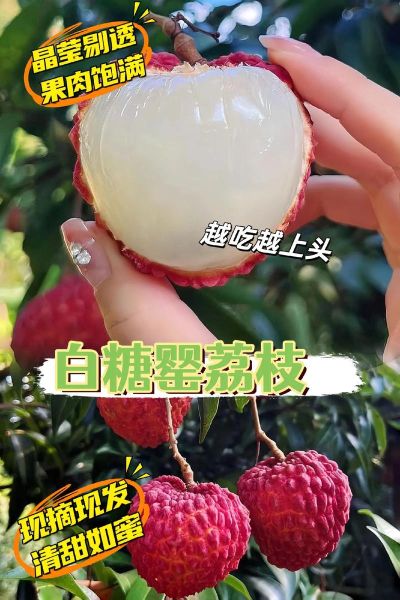 白糖罂荔枝产地_白糖罂荔枝多少钱一斤-第3张图片-山城妙识