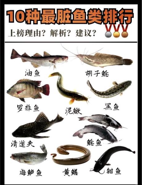 鲶鱼吃什么食物_鲶鱼食物清单-第1张图片-山城妙识