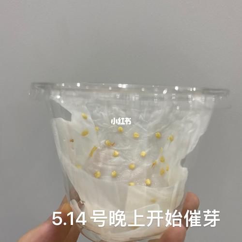 辣椒种子怎么催芽_辣椒种子催芽方法-第3张图片-山城妙识 辣椒种子怎么催芽_辣椒种子催芽方法-第3张图片-山城妙识