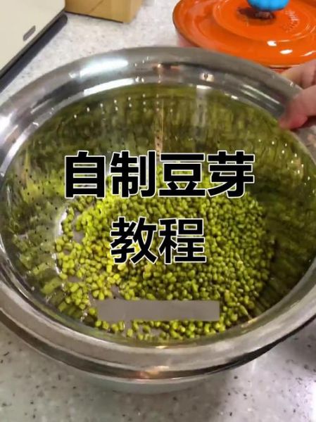 绿豆芽怎么发_家庭绿豆芽发芽步骤-第1张图片-山城妙识