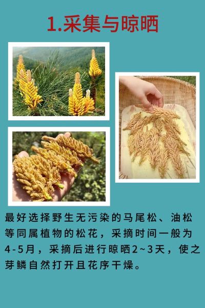 松花粉的功效与作用有哪些_松花粉怎么吃效果最好-第1张图片-山城妙识