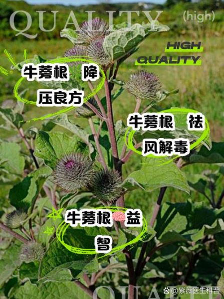 鲜牛蒡怎么吃最营养_鲜牛蒡的功效与作用-第1张图片-山城妙识 鲜牛蒡怎么吃最营养_鲜牛蒡的功效与作用-第1张图片-山城妙识