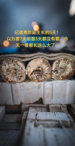 秀珍菇种植技术_秀珍菇怎么种-第1张图片-山城妙识