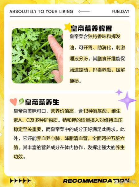 皇帝菜是什么季节的菜_皇帝菜几月份吃最好-第1张图片-山城妙识