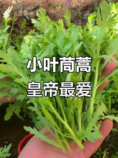 皇帝菜是什么季节的菜_皇帝菜几月份吃最好-第3张图片-山城妙识