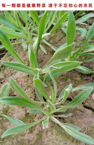 山面条菜图片_山面条菜长什么样-第2张图片-山城妙识