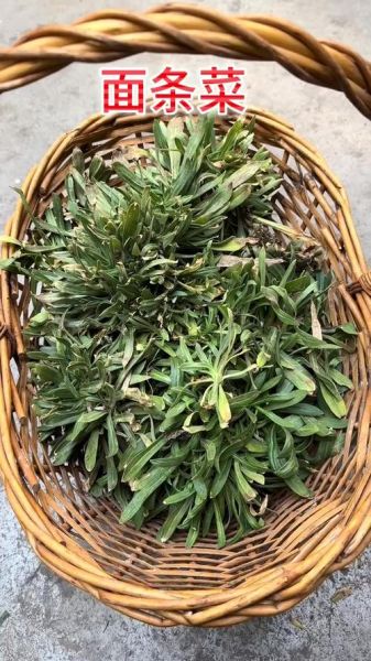 山面条菜图片_山面条菜长什么样-第1张图片-山城妙识