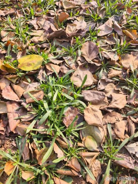 山面条菜图片_山面条菜长什么样-第3张图片-山城妙识