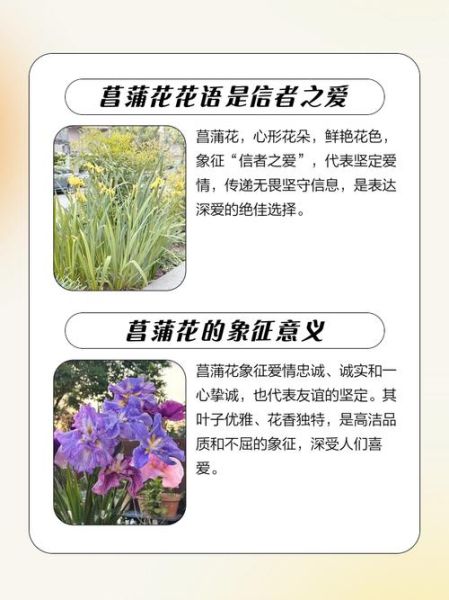 菖蒲花语是什么_菖蒲花适合送什么人-第1张图片-山城妙识