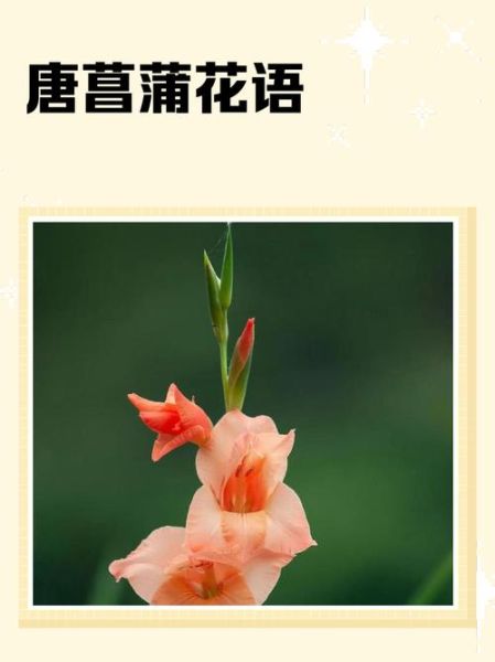 菖蒲花语是什么_菖蒲花适合送什么人-第2张图片-山城妙识