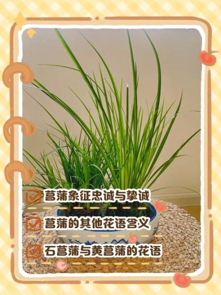 菖蒲花语是什么_菖蒲花适合送什么人-第3张图片-山城妙识