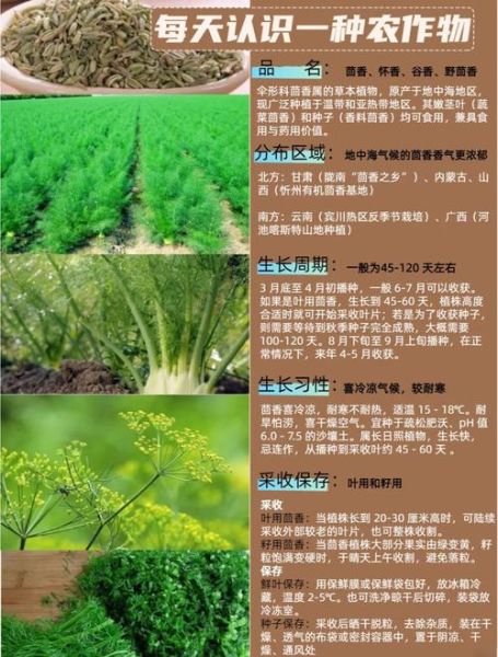 茴香的功效与作用_茴香的食用方法-第2张图片-山城妙识