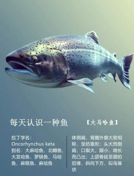 大马哈鱼和三文鱼的区别_大马哈鱼是三文鱼吗-第2张图片-山城妙识