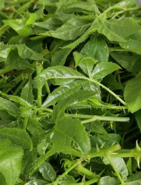 刺五加治好了我的抑郁_刺五加抗抑郁真的有效吗-第1张图片-山城妙识