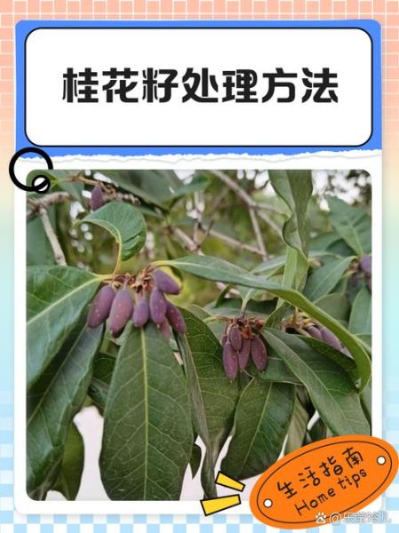 自己摘的桂花怎么处理_家庭保存与食用方法-第3张图片-山城妙识