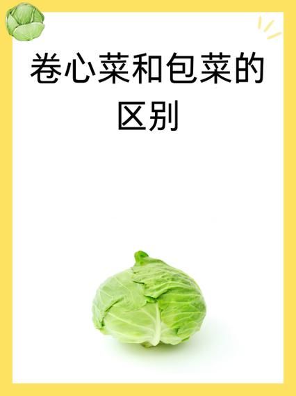 卷心菜和包菜的区别_哪个更好吃-第1张图片-山城妙识