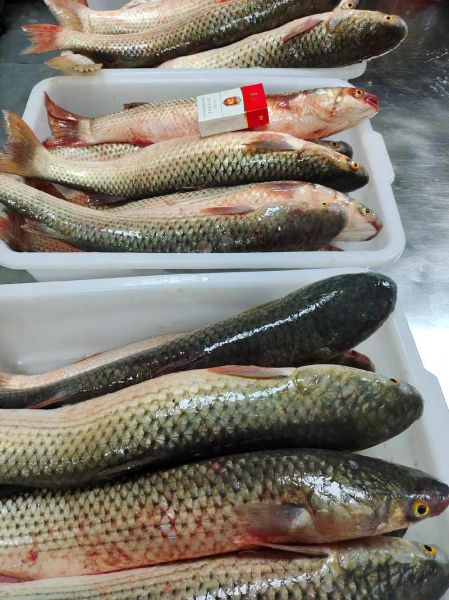 梭鱼怎么做好吃_梭鱼清蒸还是红烧-第3张图片-山城妙识 梭鱼怎么做好吃_梭鱼清蒸还是红烧-第3张图片-山城妙识