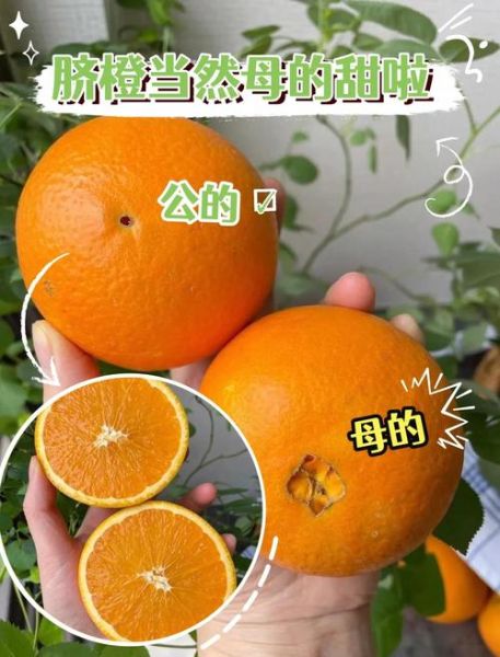 脐橙怎么挑选_脐橙产地哪里最好-第2张图片-山城妙识 脐橙怎么挑选_脐橙产地哪里最好-第2张图片-山城妙识