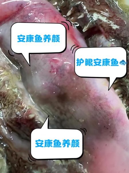 安康鱼哪里有毒_怎么安全处理-第3张图片-山城妙识
