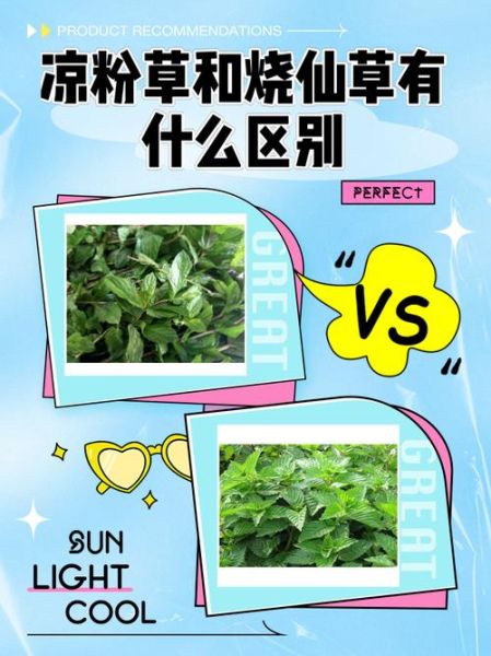 烧仙草是什么植物_烧仙草和仙草冻区别-第1张图片-山城妙识