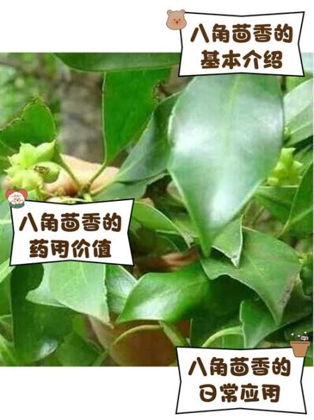 茴香是什么东西_茴香和八角的区别-第3张图片-山城妙识 茴香是什么东西_茴香和八角的区别-第3张图片-山城妙识