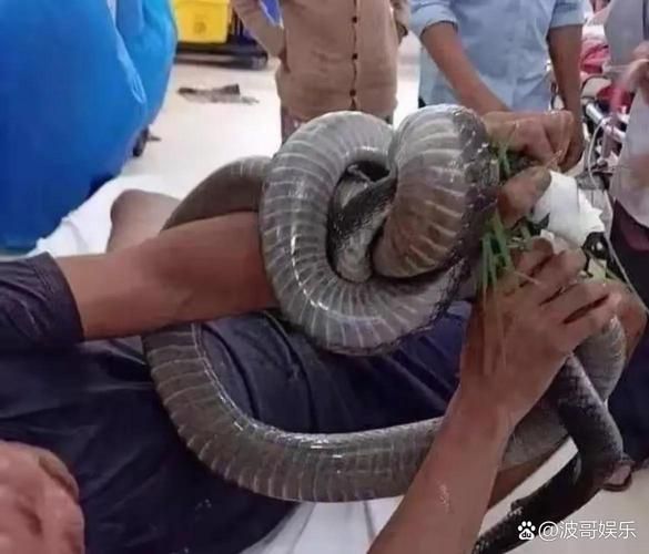 过山峰蛇为什么追人_被过山峰蛇追赶怎么办-第1张图片-山城妙识