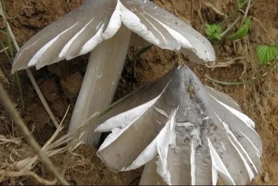 野生鸡枞菌怎么保存_野生鸡枞菌多少钱一斤-第1张图片-山城妙识 野生鸡枞菌怎么保存_野生鸡枞菌多少钱一斤-第1张图片-山城妙识