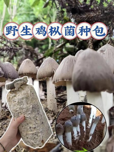 野生鸡枞菌怎么保存_野生鸡枞菌多少钱一斤-第3张图片-山城妙识 野生鸡枞菌怎么保存_野生鸡枞菌多少钱一斤-第3张图片-山城妙识
