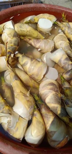 马蹄笋之乡在哪里_马蹄笋怎么挑选-第1张图片-山城妙识