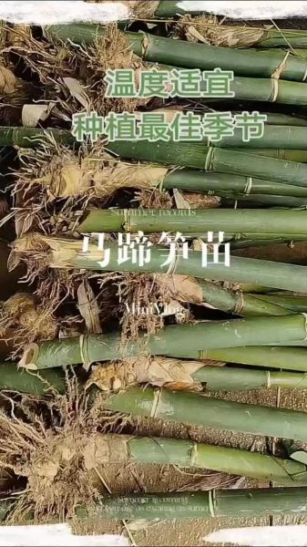 马蹄笋之乡在哪里_马蹄笋怎么挑选-第2张图片-山城妙识