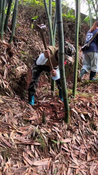 马蹄笋之乡在哪里_马蹄笋怎么挑选-第3张图片-山城妙识