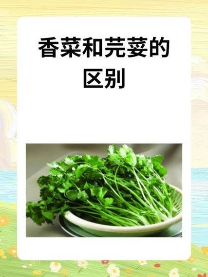 芫荽和香菜哪个是普通话_芫荽香菜区别-第1张图片-山城妙识