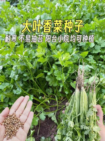 芫荽和香菜哪个是普通话_芫荽香菜区别-第2张图片-山城妙识