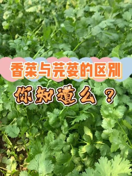芫荽和香菜哪个是普通话_芫荽香菜区别-第3张图片-山城妙识