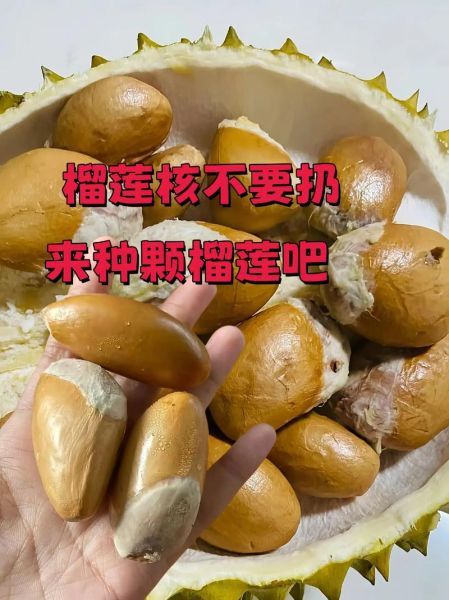榴莲核可以生吃吗_生吃榴莲核的危害-第1张图片-山城妙识