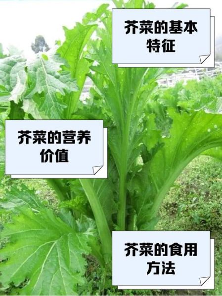 芥菜生长期多少天_芥菜从播种到采收要多久-第3张图片-山城妙识