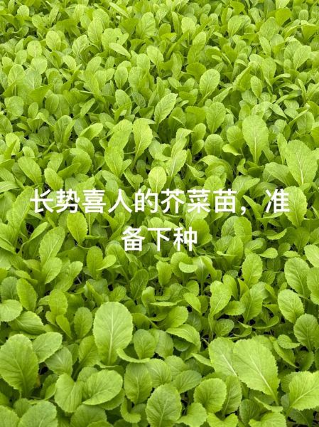 芥菜生长期多少天_芥菜从播种到采收要多久-第2张图片-山城妙识