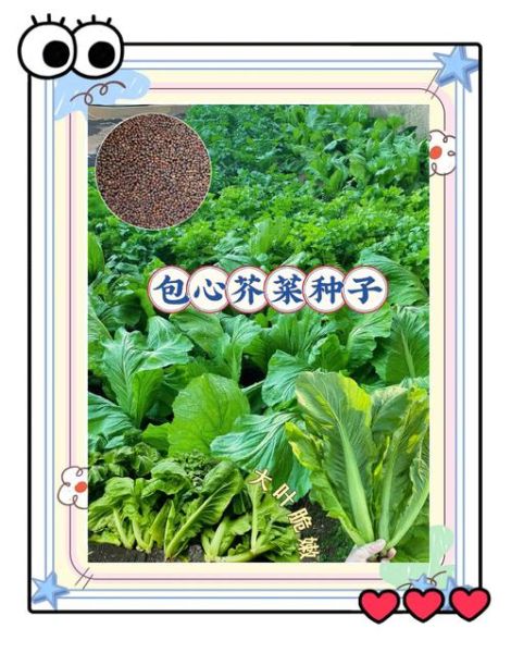 芥菜生长期多少天_芥菜从播种到采收要多久-第1张图片-山城妙识