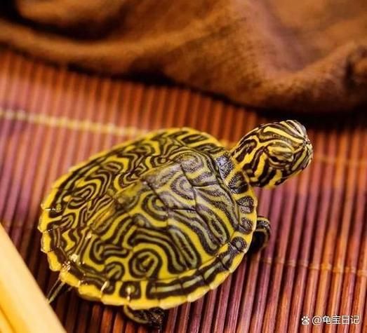 甜甜圈龟怎么养_甜甜圈龟能长多大-第1张图片-山城妙识
