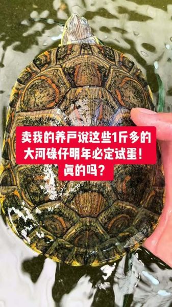 甜甜圈龟怎么养_甜甜圈龟能长多大-第2张图片-山城妙识