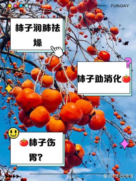 大柿子功效与作用_吃柿子有哪些禁忌-第2张图片-山城妙识 大柿子功效与作用_吃柿子有哪些禁忌-第2张图片-山城妙识