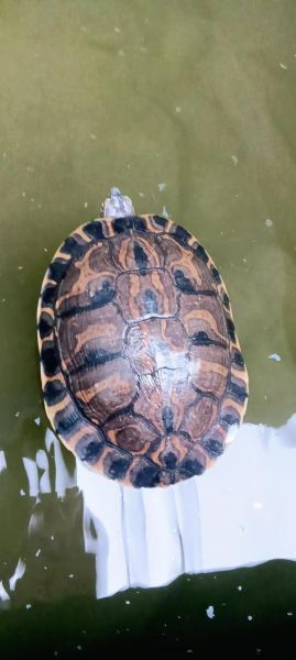 甜甜圈龟怎么养_甜甜圈龟能长多大-第3张图片-山城妙识