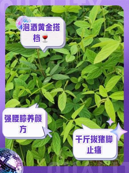 千斤拔治腰椎间盘突出效果好吗_怎么用千斤拔治腰突-第1张图片-山城妙识