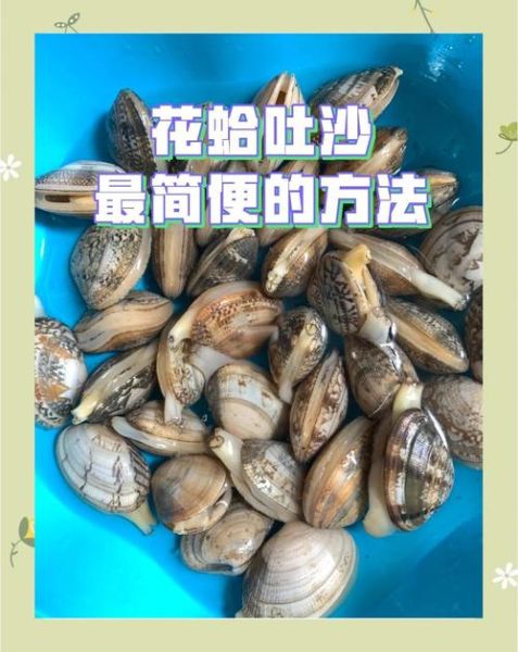 花蛤肚子里屎怎么清洗_花蛤吐沙最快的方法-第2张图片-山城妙识