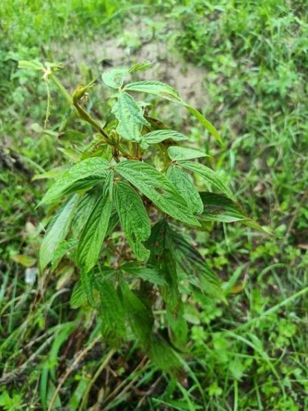 千斤拔治腰椎间盘突出效果好吗_怎么用千斤拔治腰突-第3张图片-山城妙识