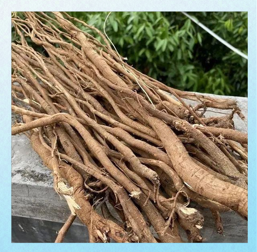 千斤拔治腰椎间盘突出效果好吗_怎么用千斤拔治腰突-第2张图片-山城妙识