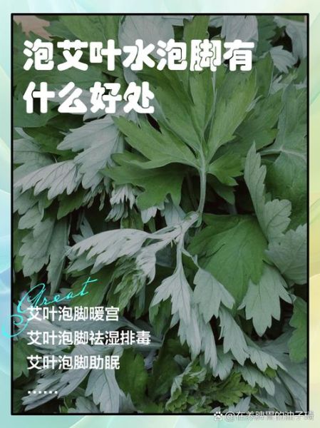 艾叶泡脚的正确方法_艾叶的功效与作用-第1张图片-山城妙识