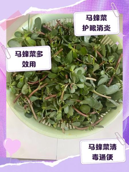 马蜂菜孕妇能吃吗_孕妇吃马蜂菜注意事项-第1张图片-山城妙识
